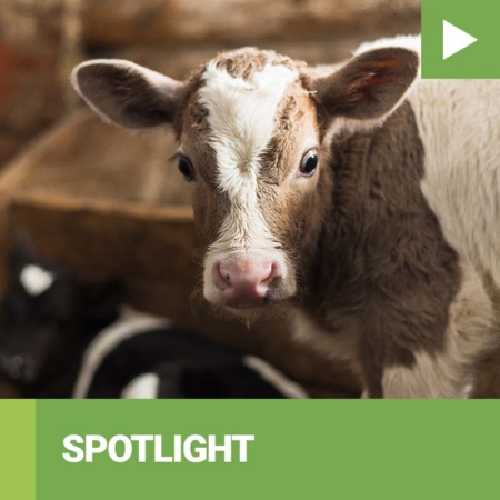 HEALTHY ANIMALS, HEALTHY FUTURE - ANIMAL HEALTH INSTITUTE ANIMAL HEALTH ...